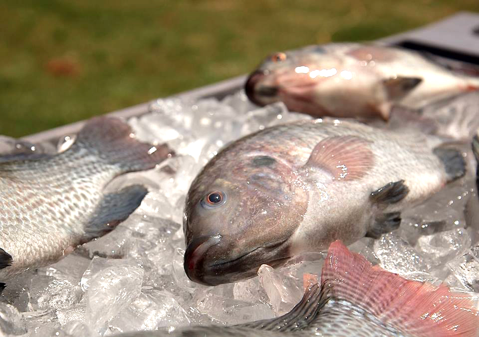 Local Tilapia is Here! - Weaver Street Market