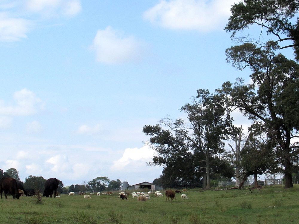 A Visit to Back Creek Farm - Weaver Street Market