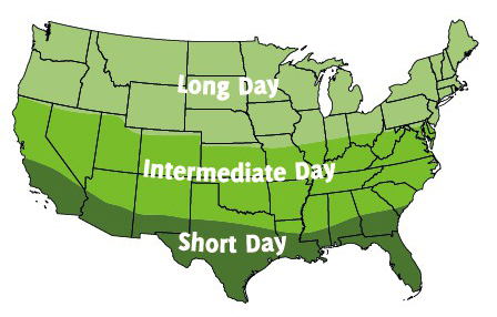 Time for Onions! - Weaver Street Market