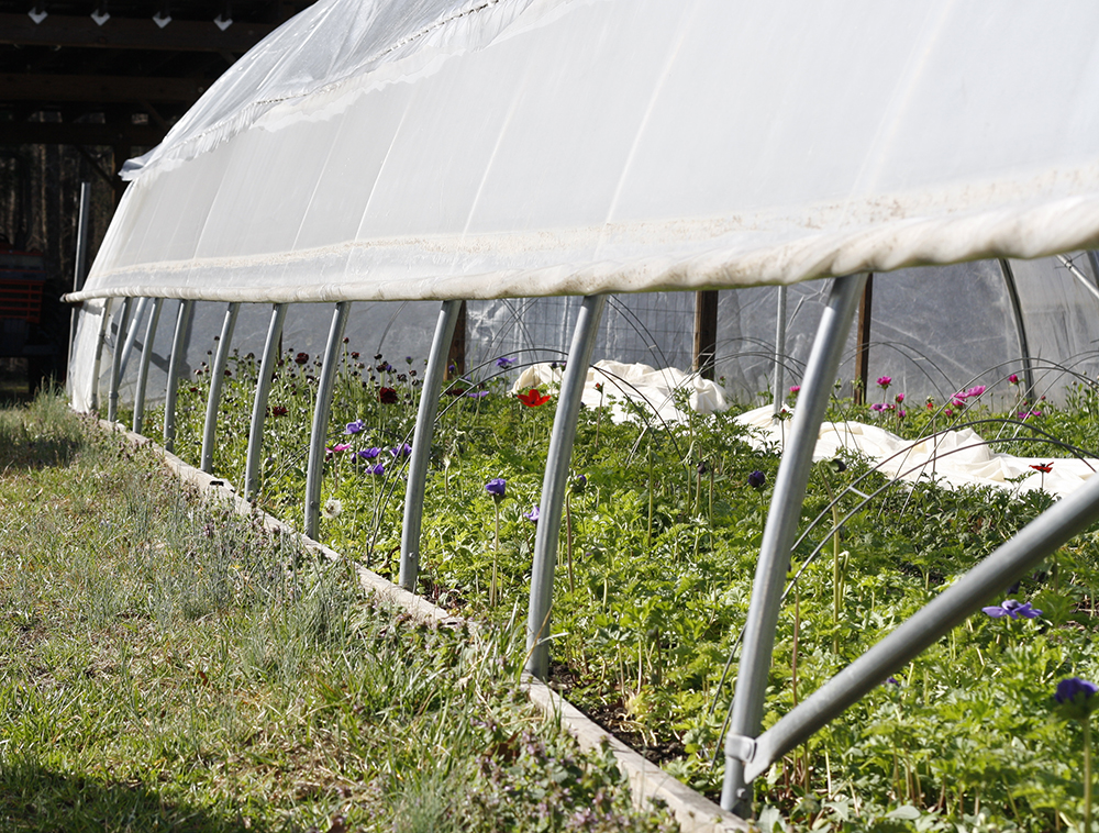 A Visit to Wild Hare Farm - Weaver Street Market