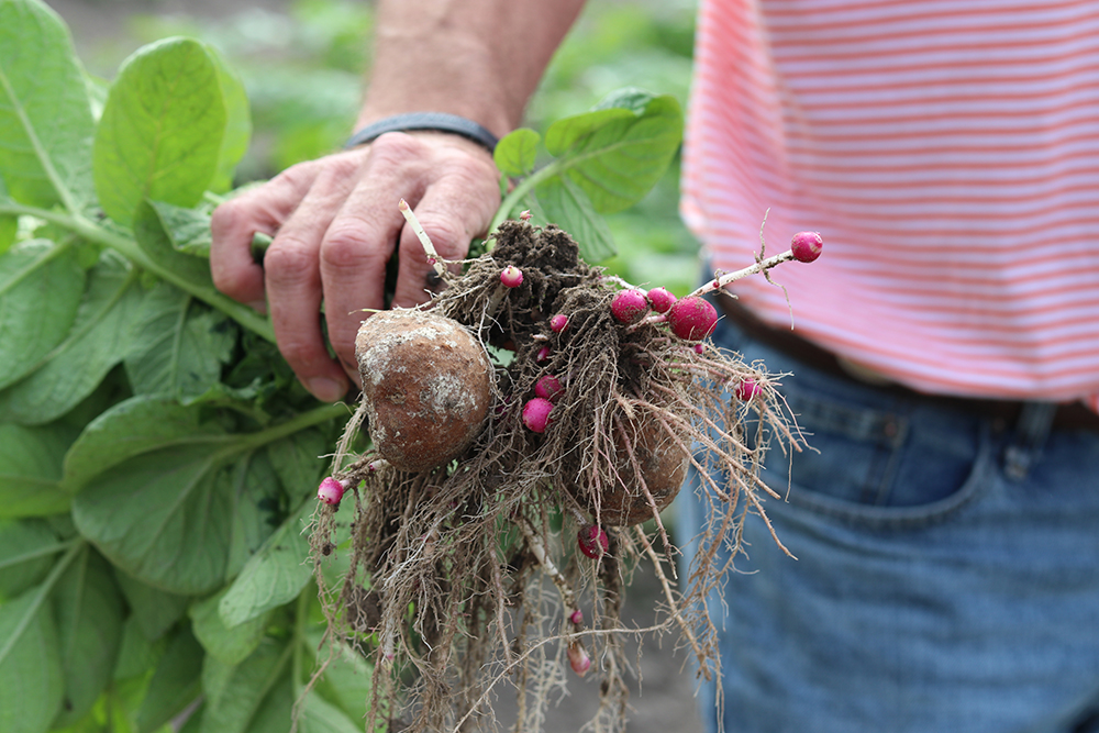 ECO Farmer: Cottle Organics - Weaver Street Market