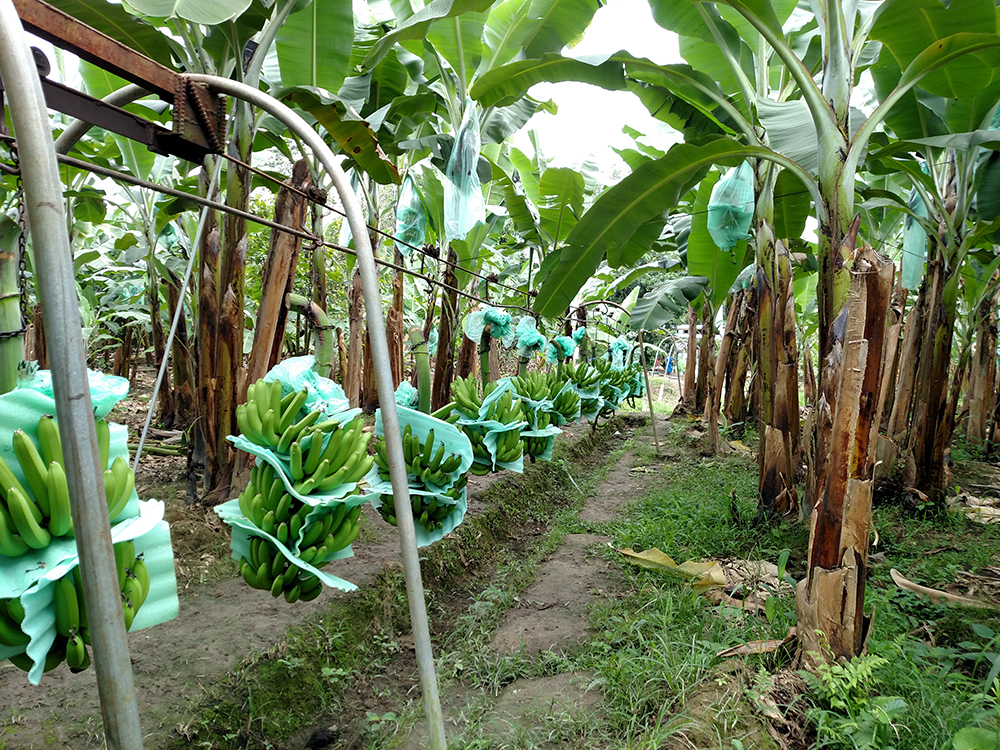 A Banana Story: On the Farm - Weaver Street Market