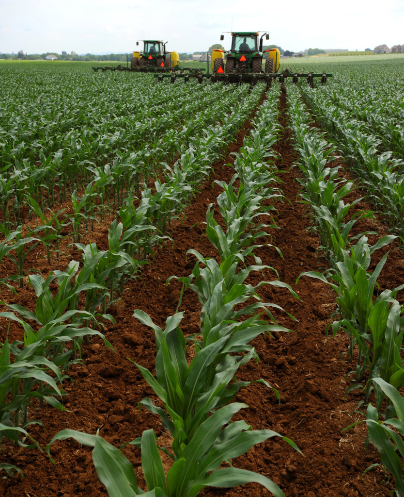 Jaindl turkeys - Weaver Street Market